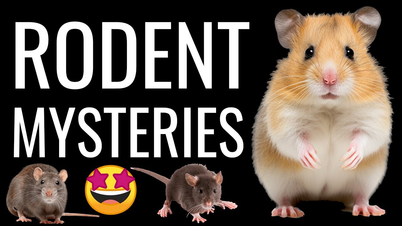 Secret Lives of Rodents: Unbelievable Facts You Never Knew! - YouTube