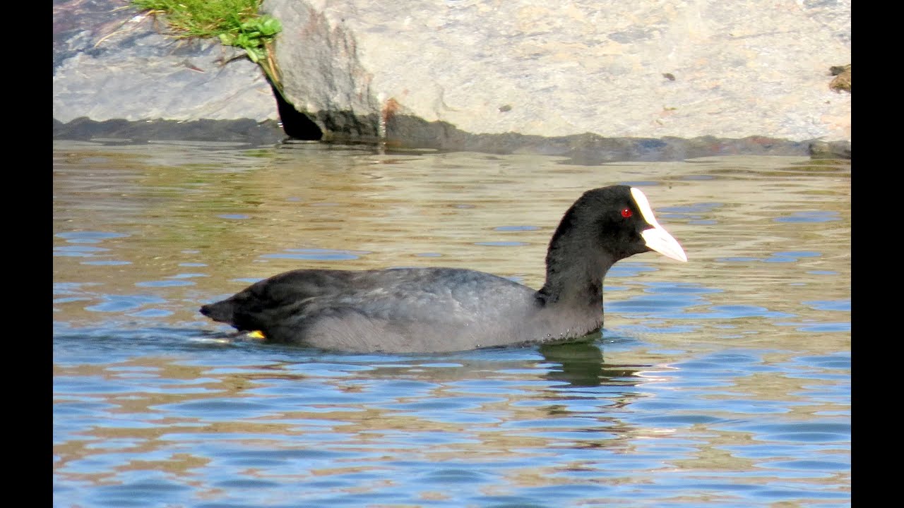 Lyska černá, Eurasian coot, Blässhuhn, Meerkoet, Focha común, Foulque ...