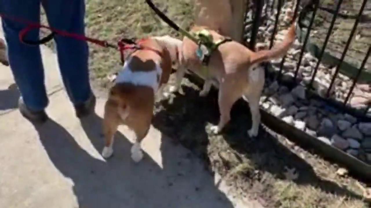 Going Out With the Dogs - YouTube