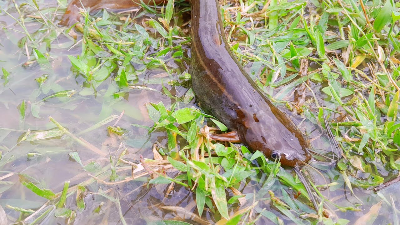 Catfish Fishing by Hand From Muddy Water | Best Mud Water Fishing - YouTube