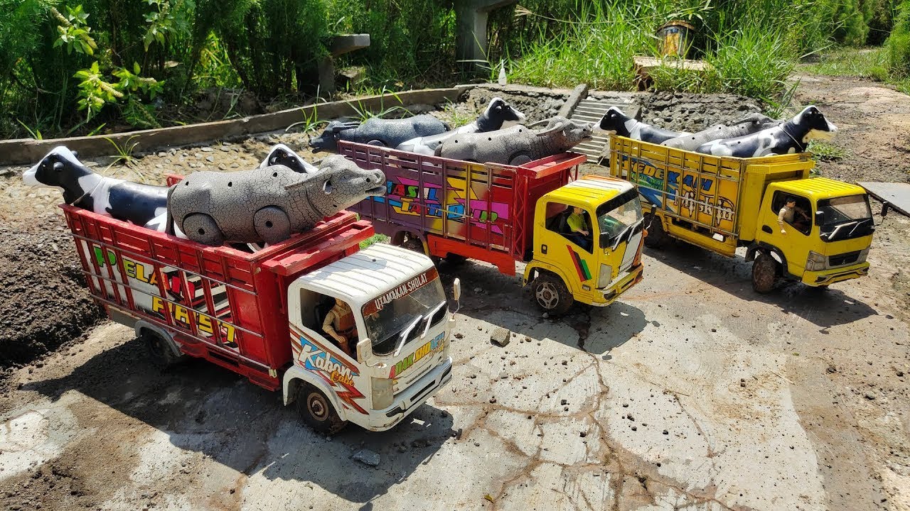Wow Truk Oleng Muat Sapi dan Kerbau Kurban, Mobil Truk Canter Fuso dan ...