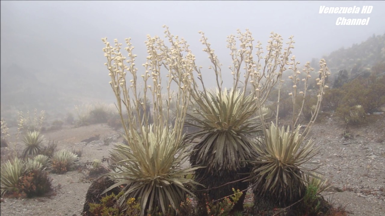 Viajando Por Los Paramos De Merida. 1era Parte HD - YouTube