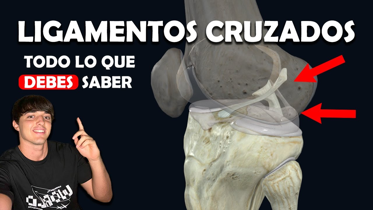 LIGAMENTOS CRUZADOS: Qué función tienen y dónde se ubican - Ep. 12 ...