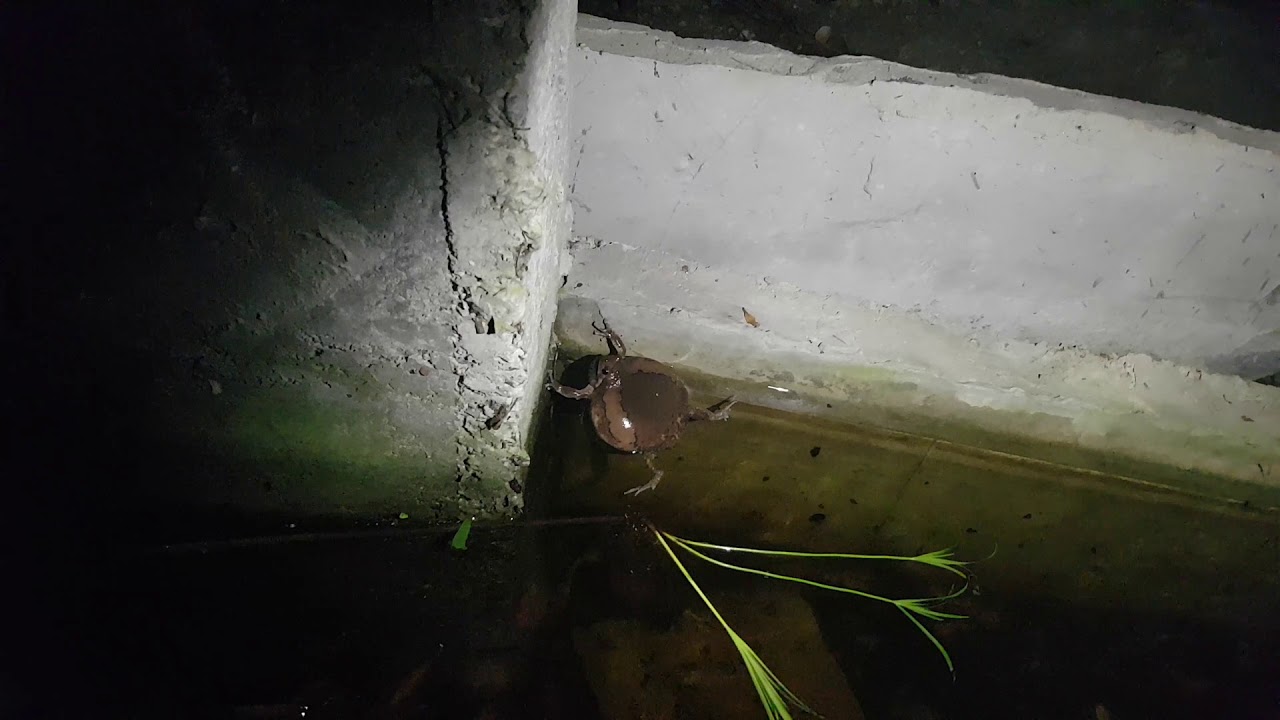 Frog with a vocal sac or a vocal sac with a frog? - YouTube