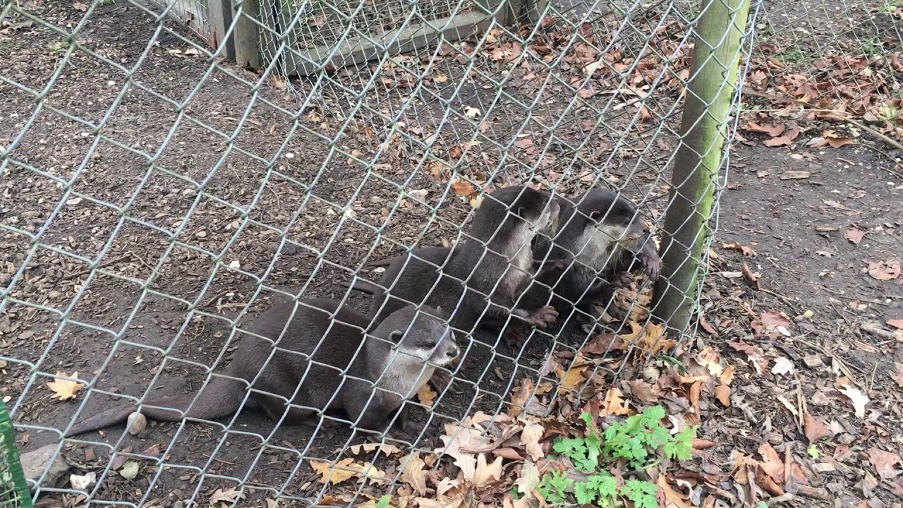Small otter squeaks 2 - YouTube
