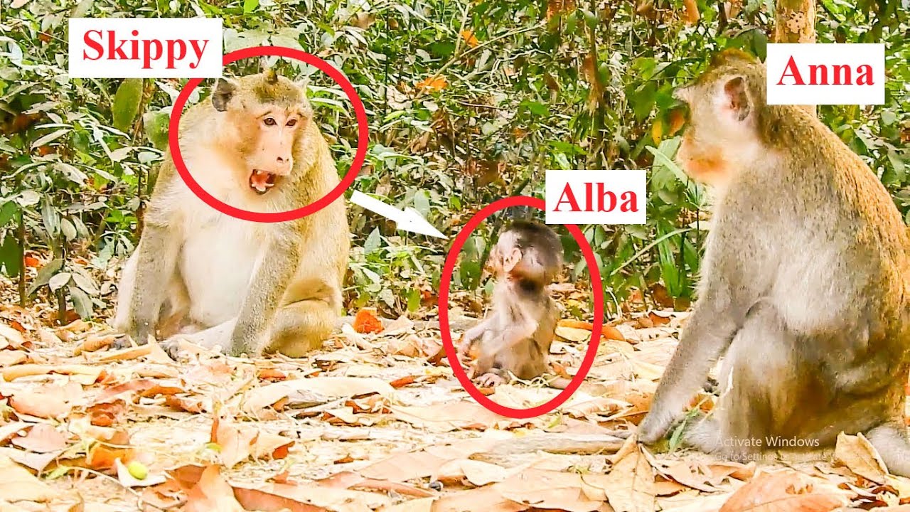 Skippy tries to attacks baby Alba a prank but Alba doesn't scare him ...