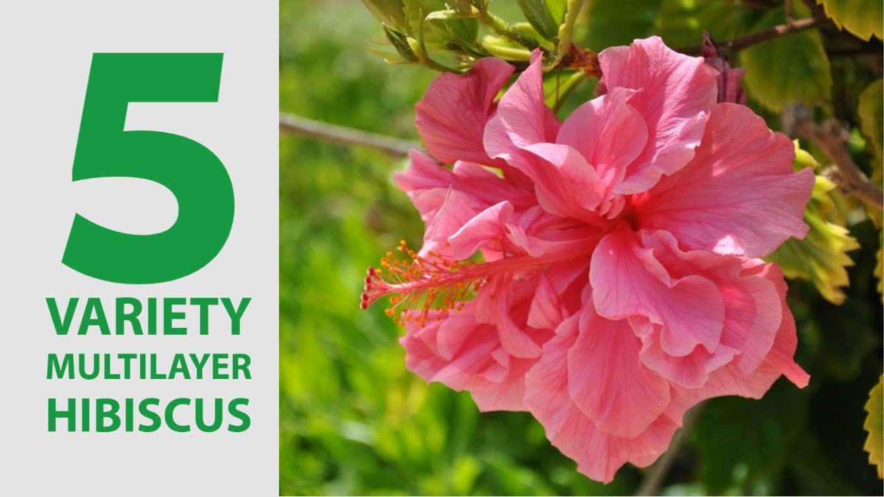 5 Variety Multilayer Hibiscus Flowers || Hibiscus Plant Varieties - YouTube