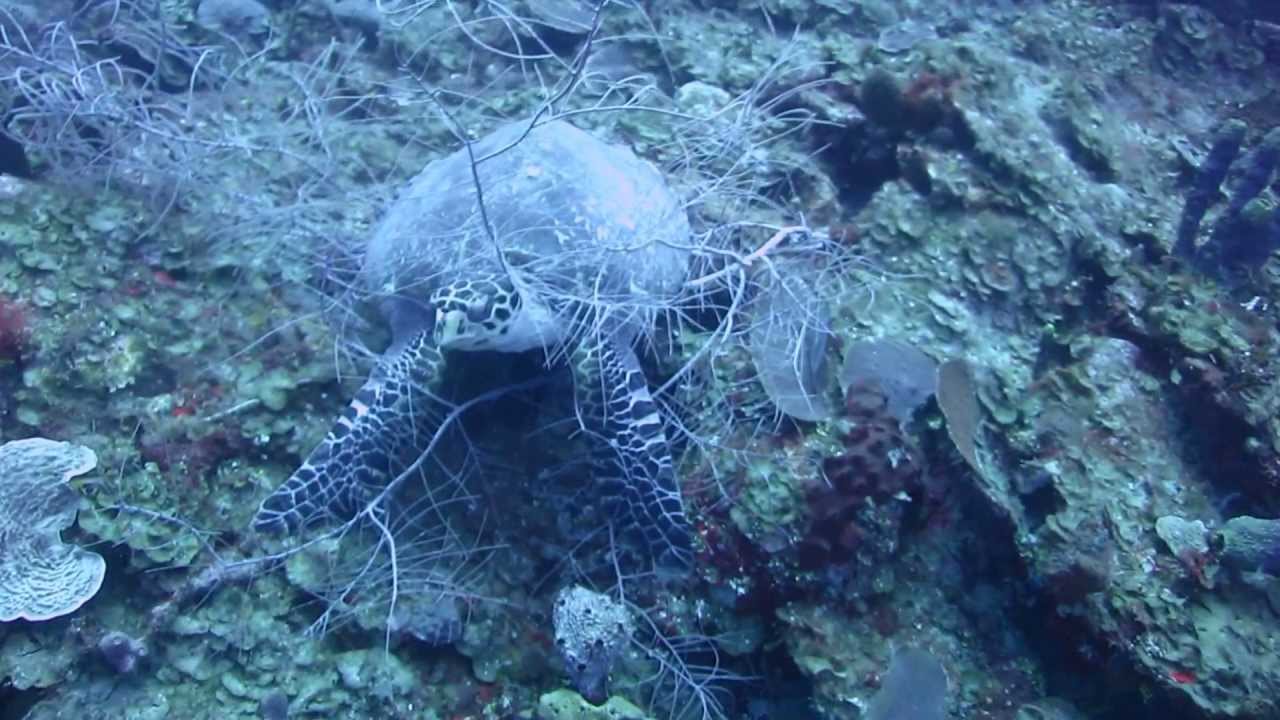 Hawksbill sea turtle, Discovery Bay, Jamaica - YouTube