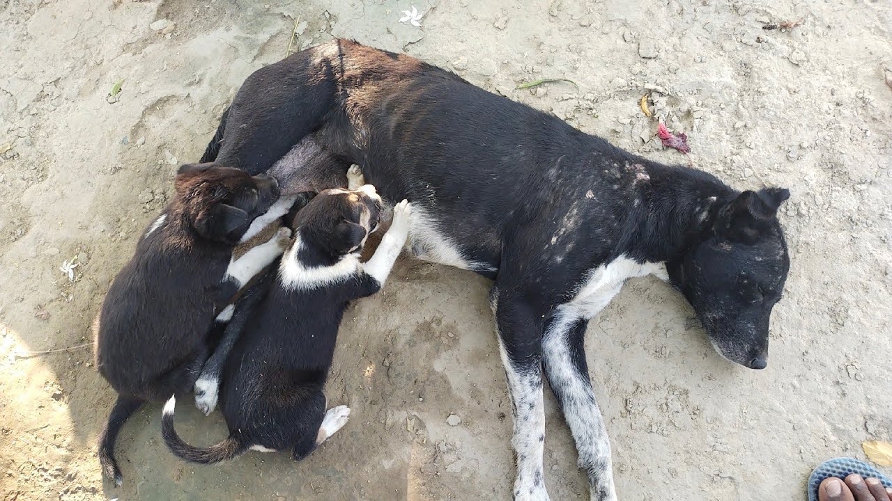 dog doodh, dog dudh, dudhwala dog, dog ko dudh kaise pilaye, dog ko ...
