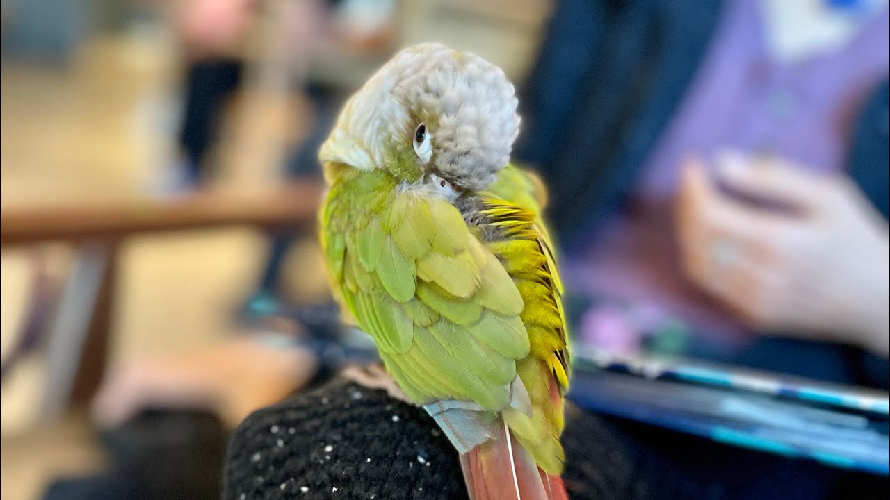 How To Know How Much Fat (Seeds, Nuts To Feed Your #Parrot: 3 ...