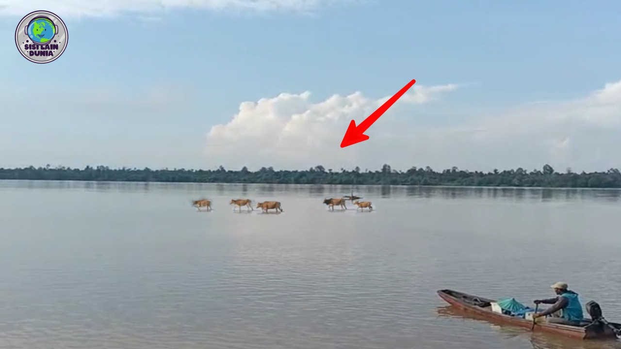 Fenomena Gerombolan Sapi Berjalan Diatas Air di Sungai Kapuas Kalbar ...