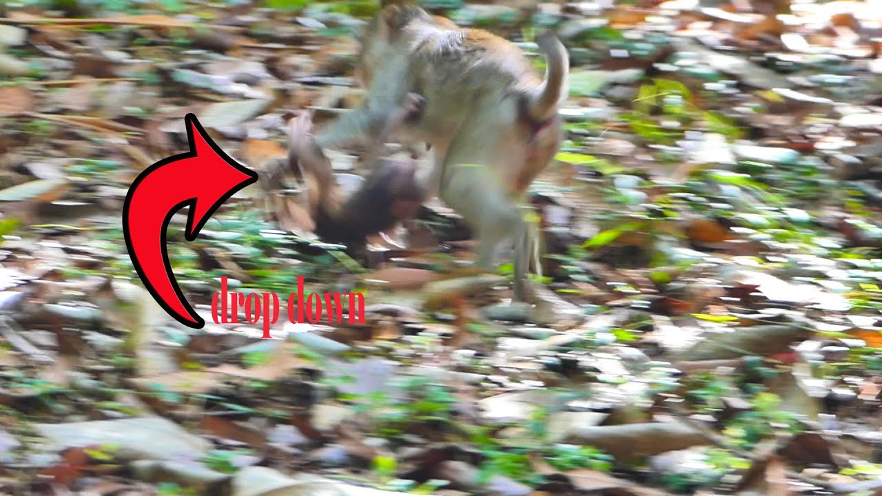 Oh sorry Baby! Mum run faster care/less fall down her baby drop down ...