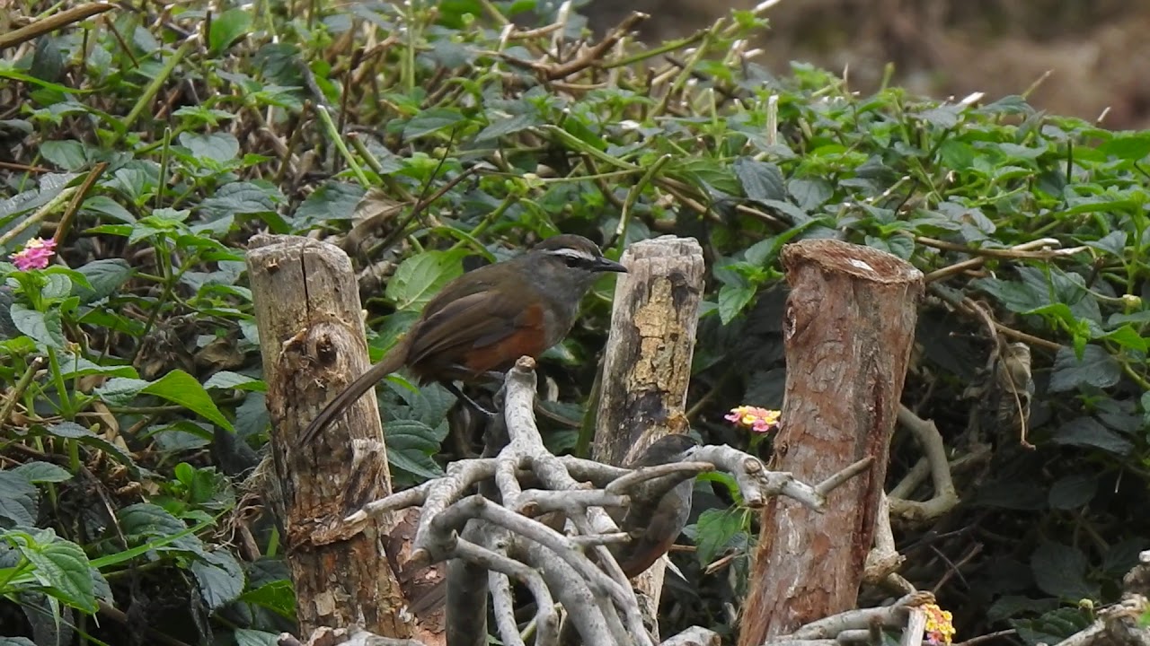 Palani laughingthrush - YouTube