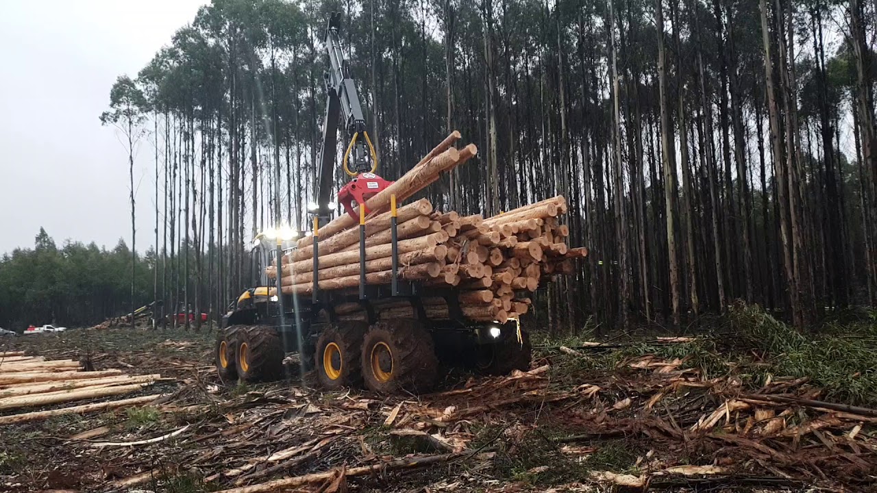 Ponsse Elephant King 8W forwarding Eucalypt (HD) - YouTube