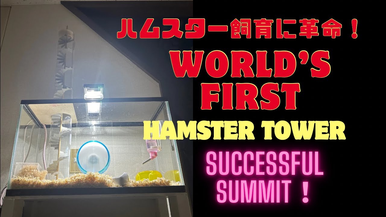 トンネル 階段タワーでのハムスター飼育 飼育器具を開発！ Hamster Tower - YouTube