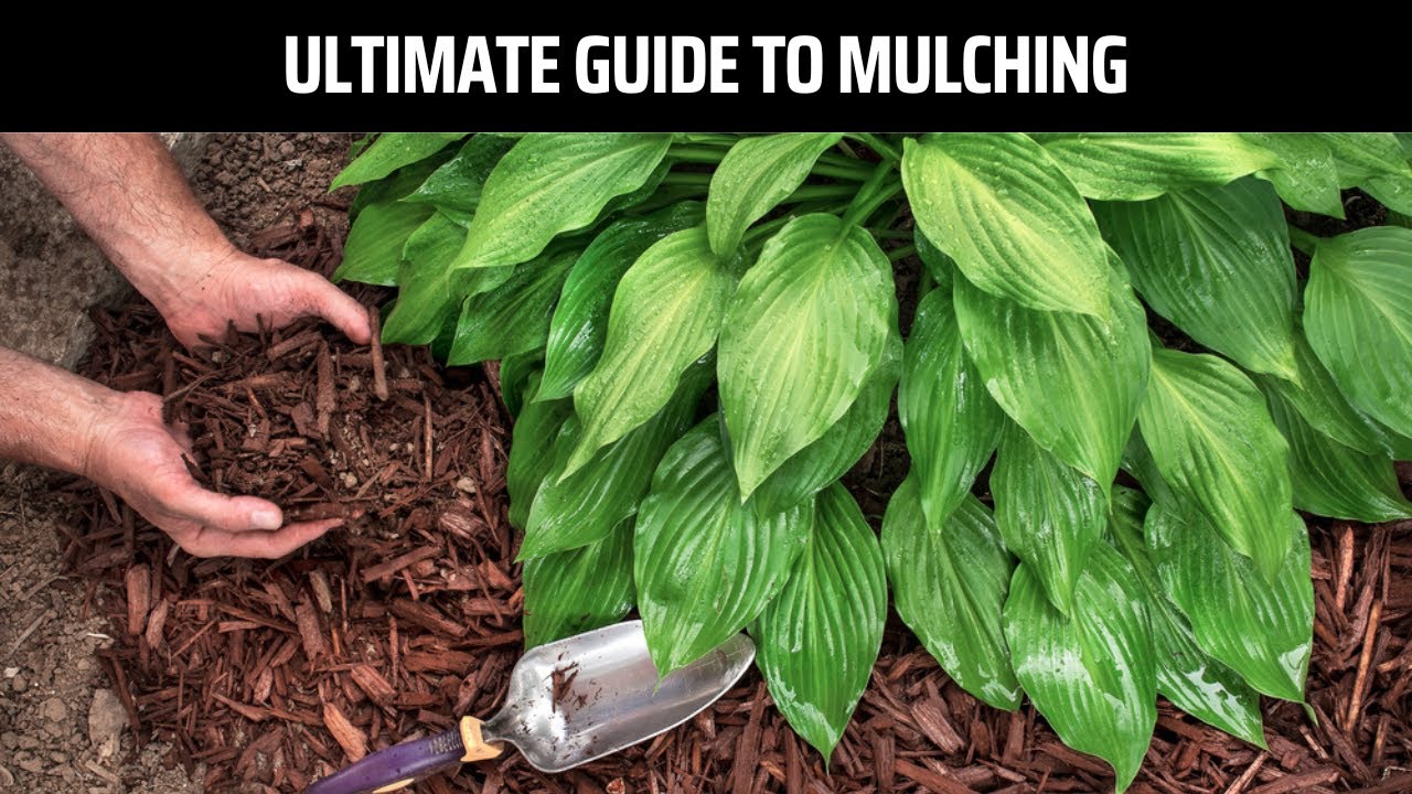 Ultimate Guide to Mulching - YouTube