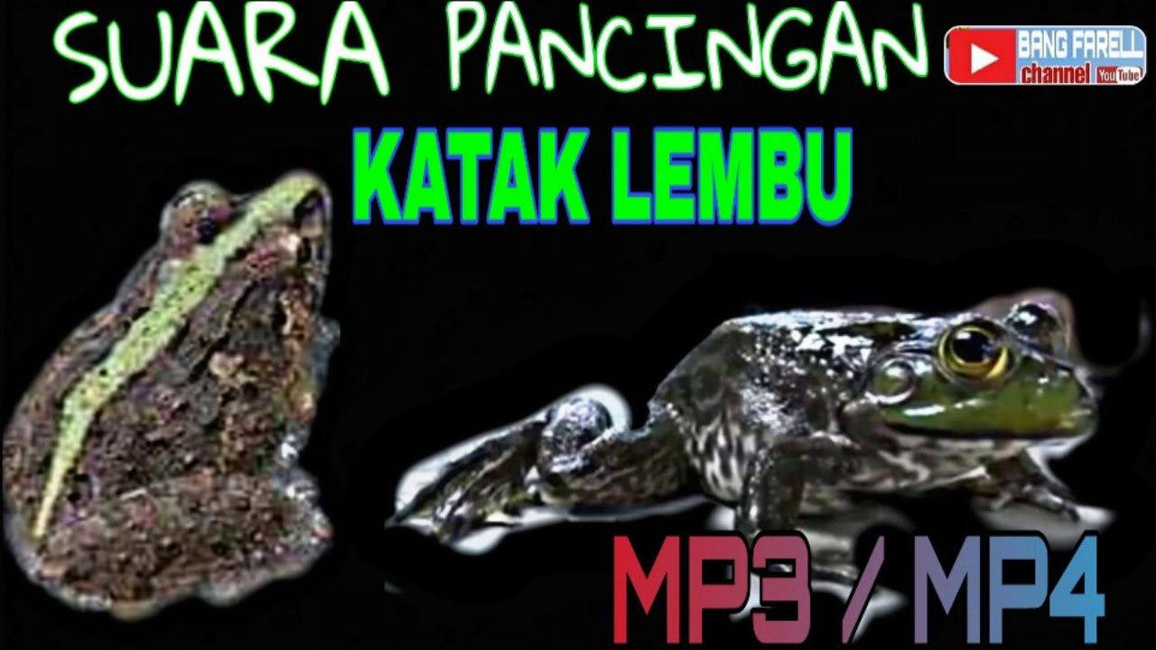 SUARA KATAK LEMBU/KODOK SAWAH PENGANTAR TIDUR MP3 || The sound effect ...