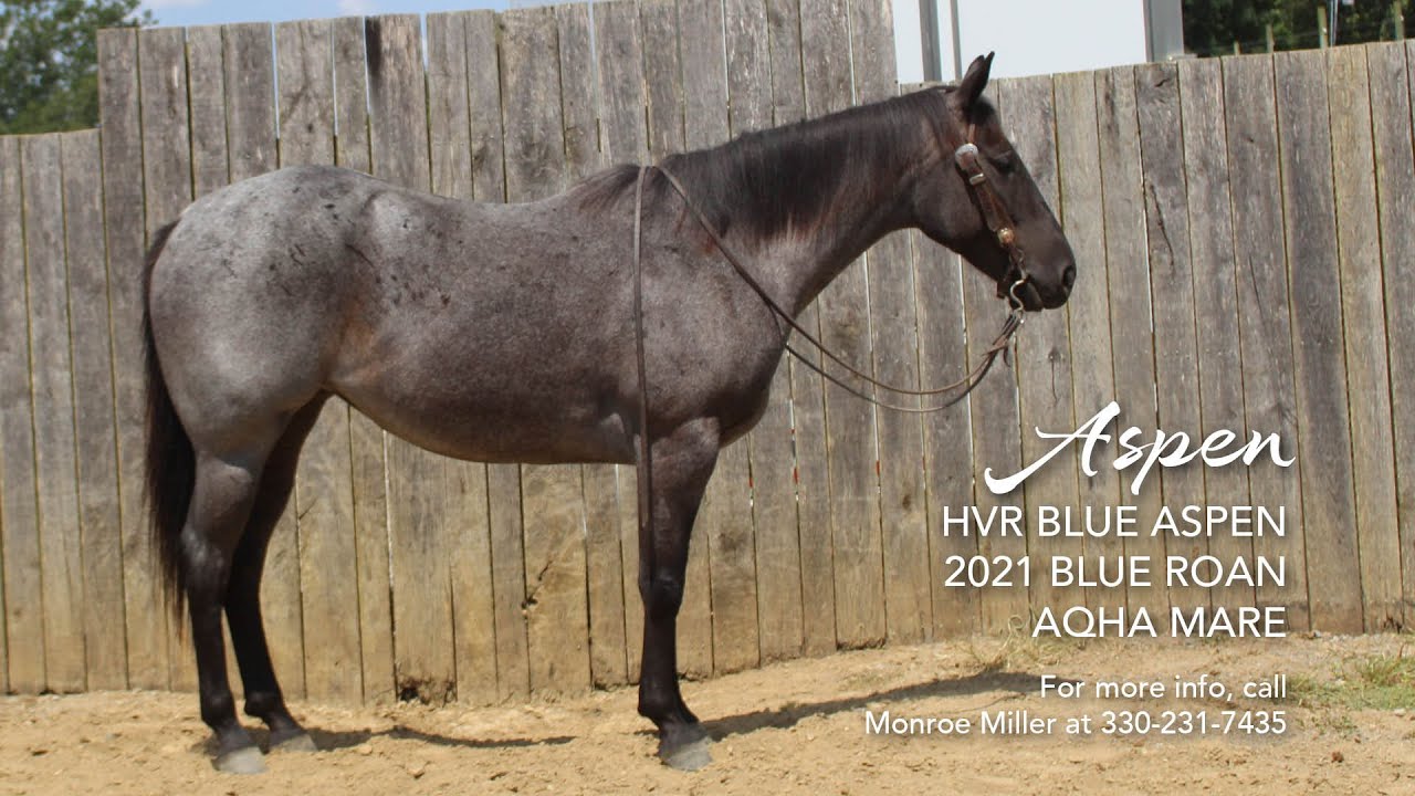 HVR Blue Aspen, 2021 Blue Roan AQHA Filly | Hip 21, Buckeye Ranch Horse ...