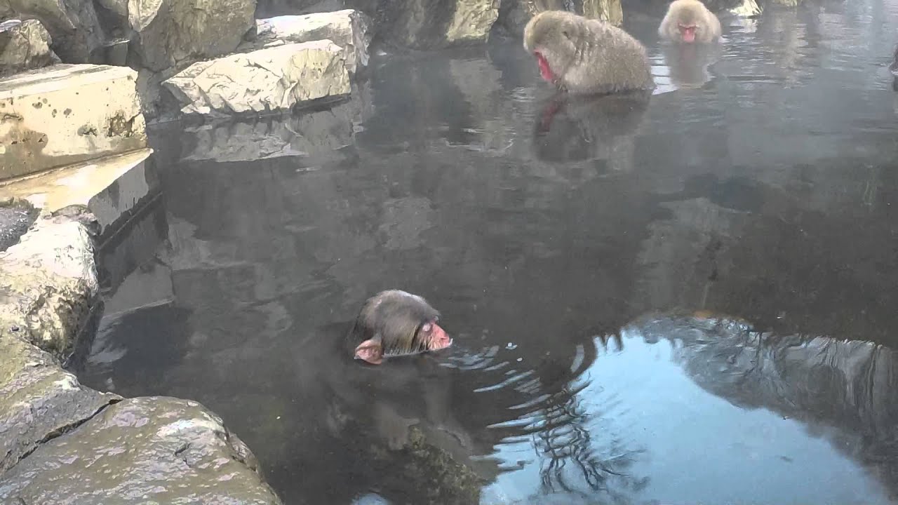 Baby Monkey Swimming - YouTube