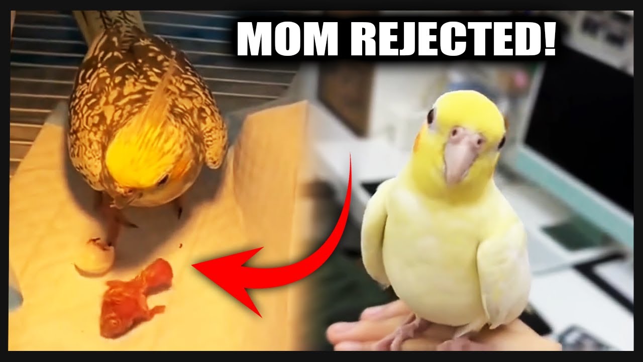 A Little Parrot, Rejected by His Mother, Is Now Best Friends and Healty ...