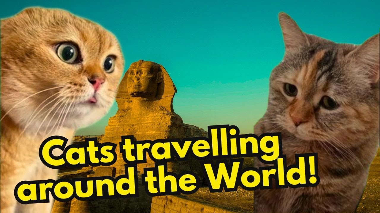 Romantic Cats Travelling around the World (Compilation) - YouTube