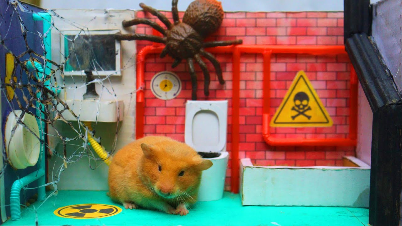 Epic Hamster Maze Escape Challenge! 🐹 | Can He Find His Way Out? - YouTube