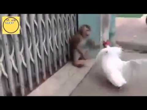 Funny videos Monkey Vs. Rooster Who will win ?? - YouTube