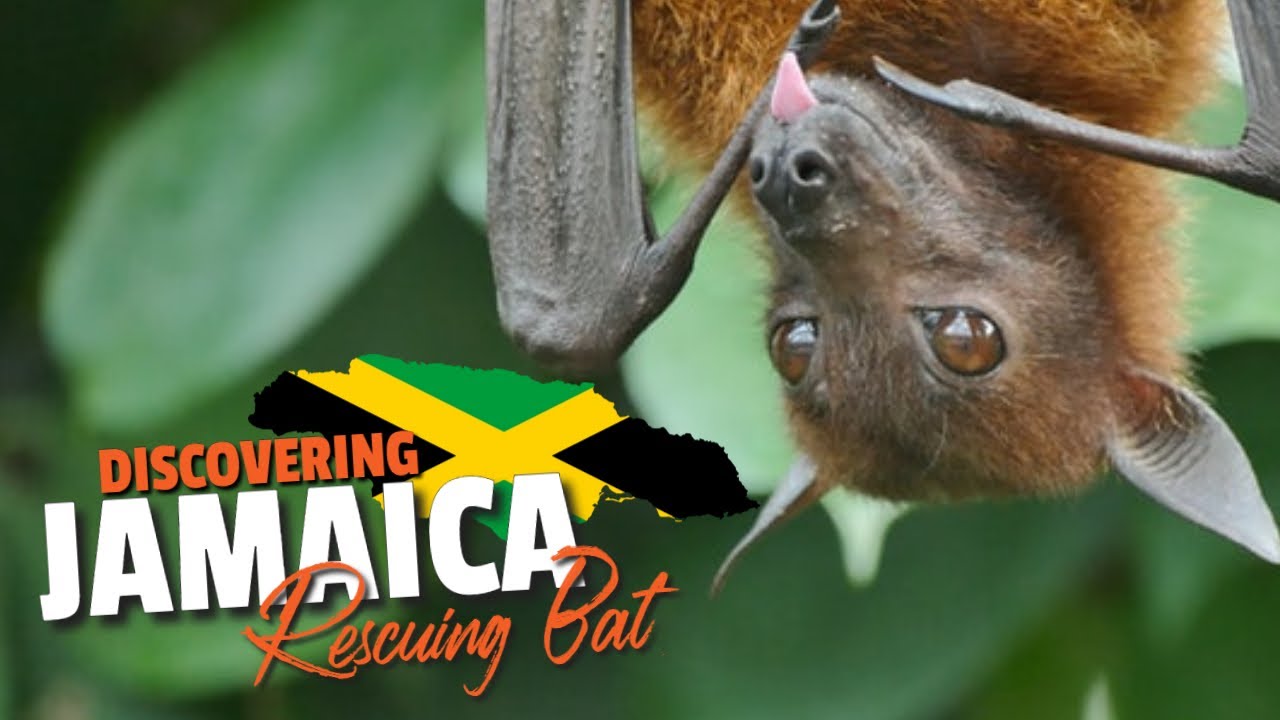 Vancity Adventure's Encounter with an Injured Bat in Jamaica - YouTube
