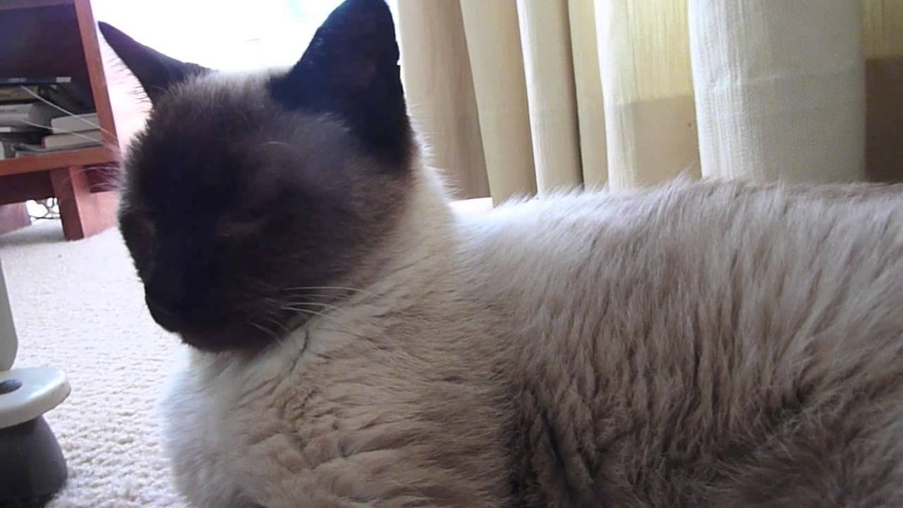 Yeti vs Ricky Gervais's cat - YouTube