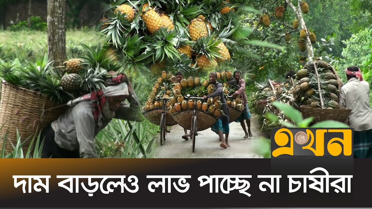 বাজারে উঠতে শুরু করেছে ঐতিহ্যবাহী মধুপুরের আনারস | Pineapple Production ...