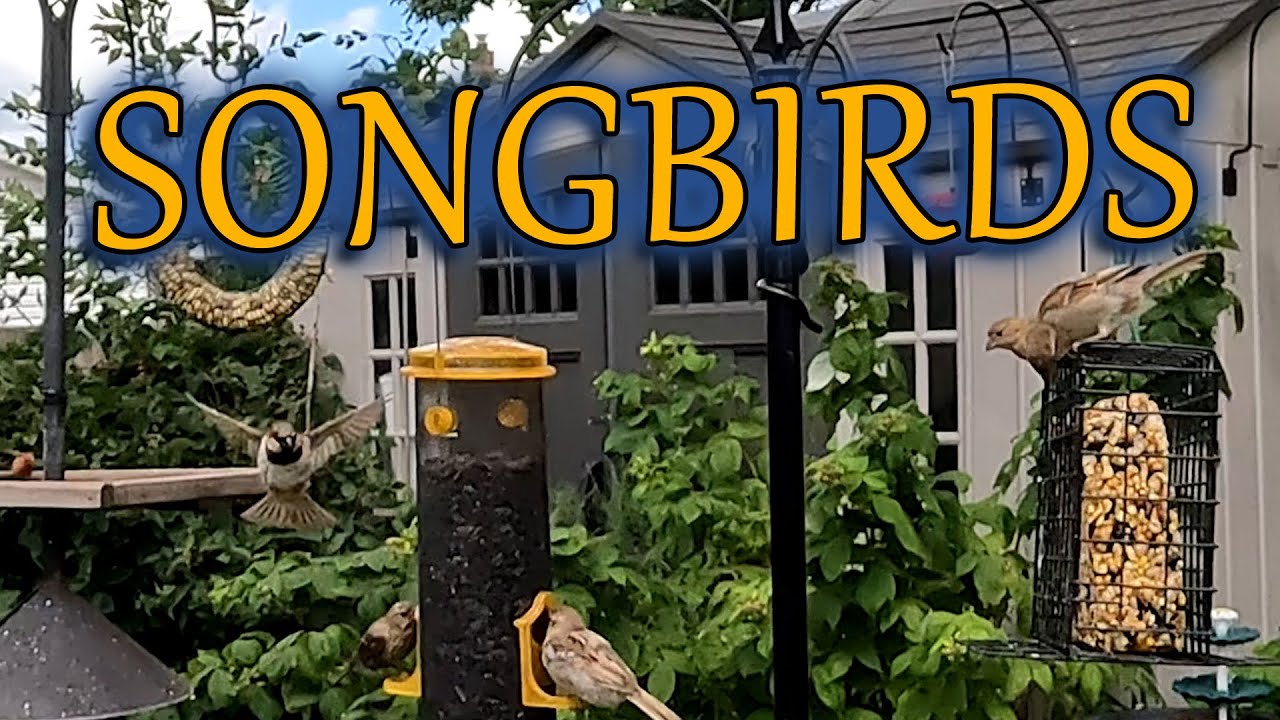 Songbirds spend some time at the backyard feeder! - YouTube