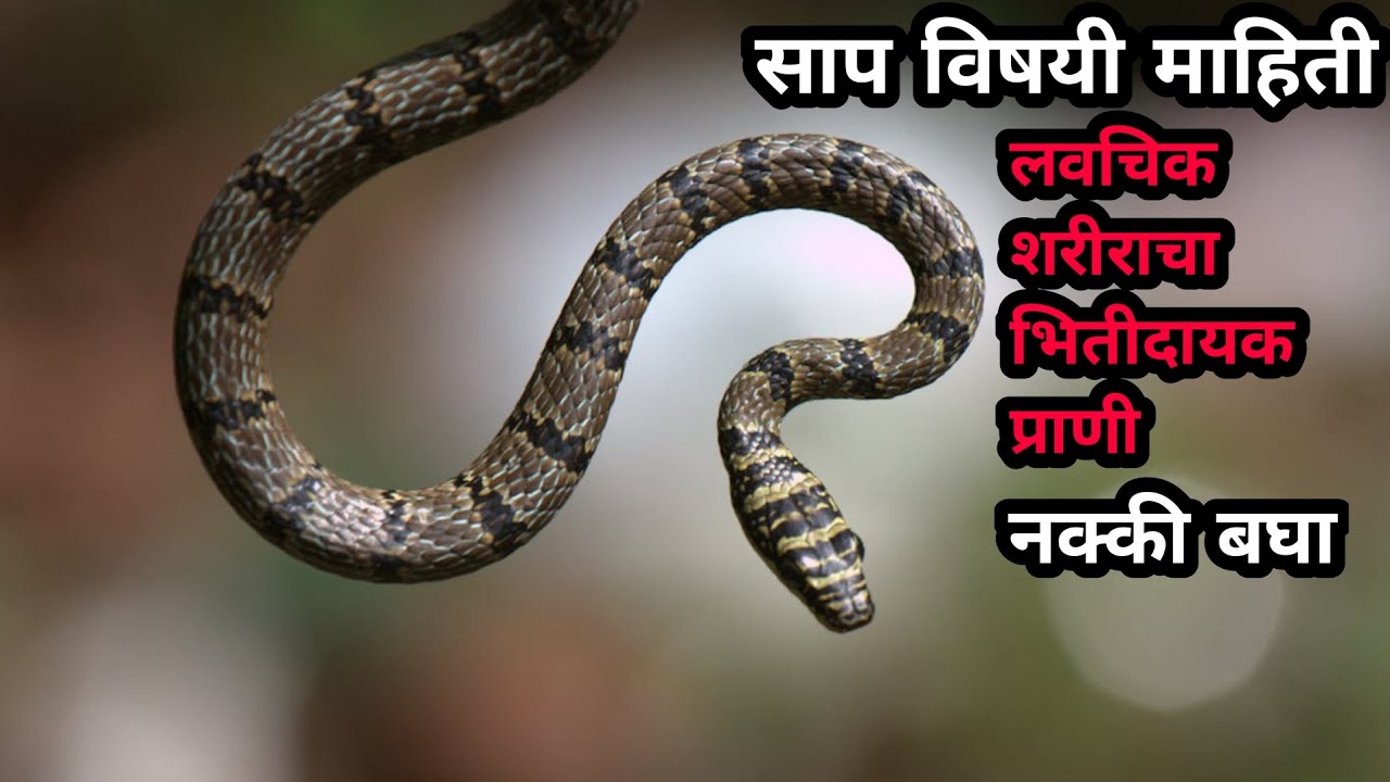 sap mahiti | sap vishay mahiti | sap chi mahiti | sap prani chi mahiti ...