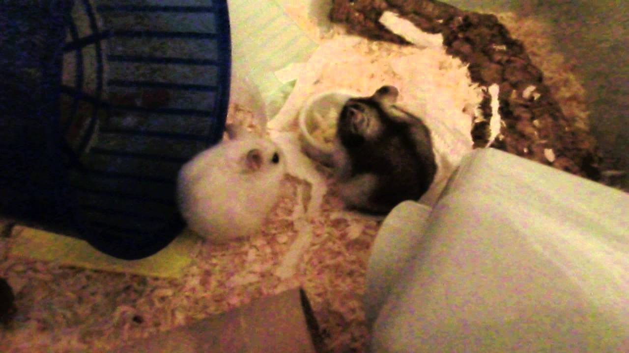 Lilli and Eggy, hamster pals - YouTube