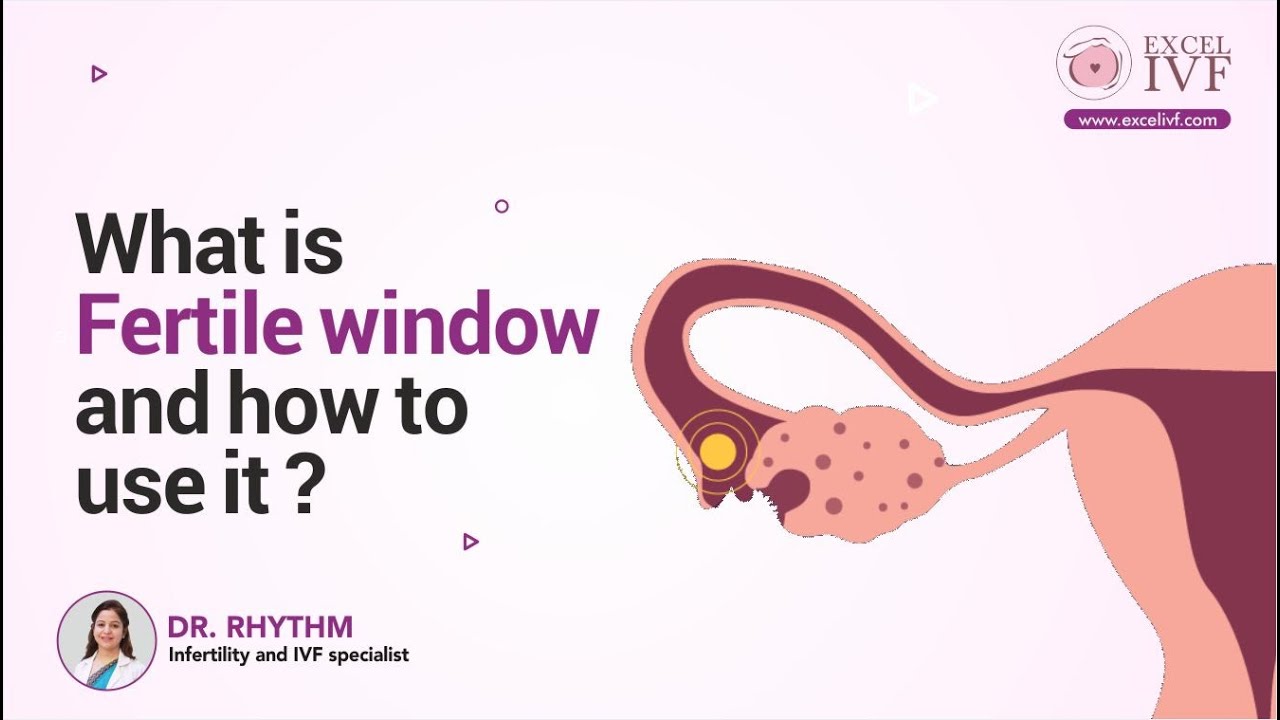 What is Fertile window and how to use it ? Infertility and IVF ...