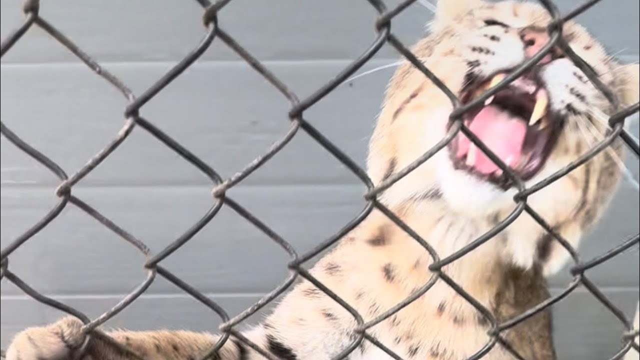 Moxie reminds us that wild animals are wild — even when they are raised ...