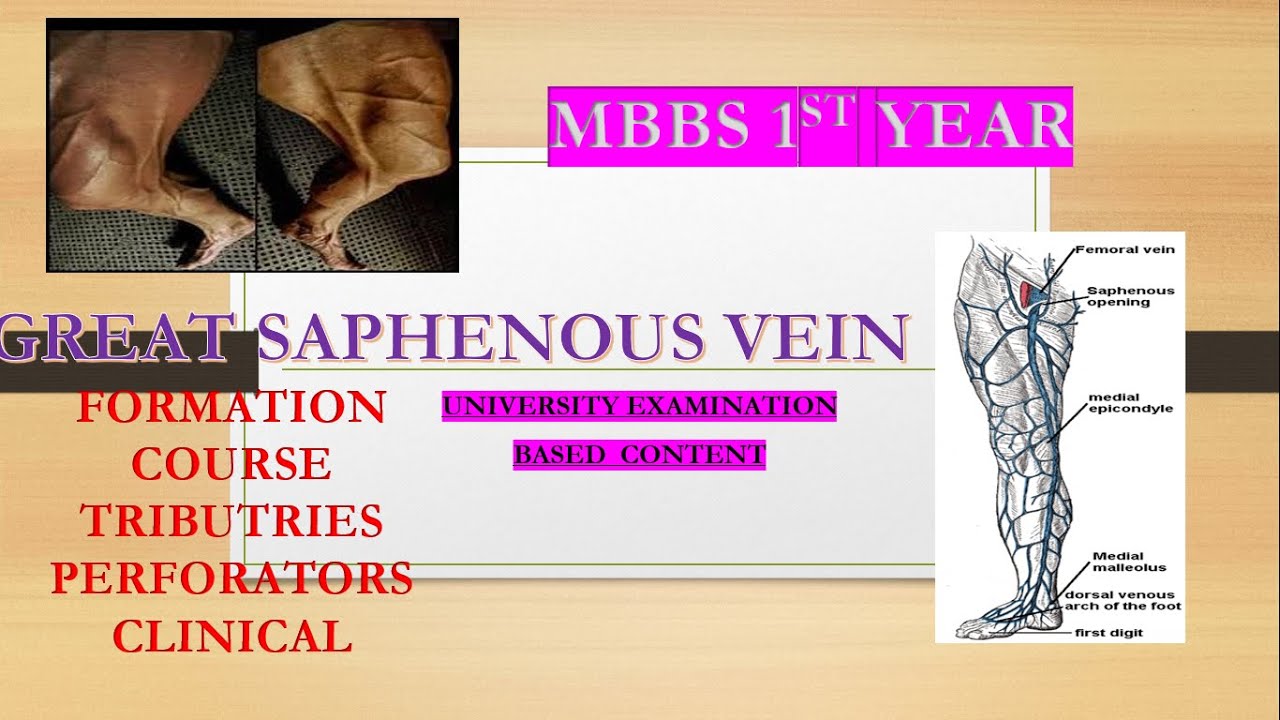 Great saphenous vein Anatomy animation : Location, Course, Tributaries ...