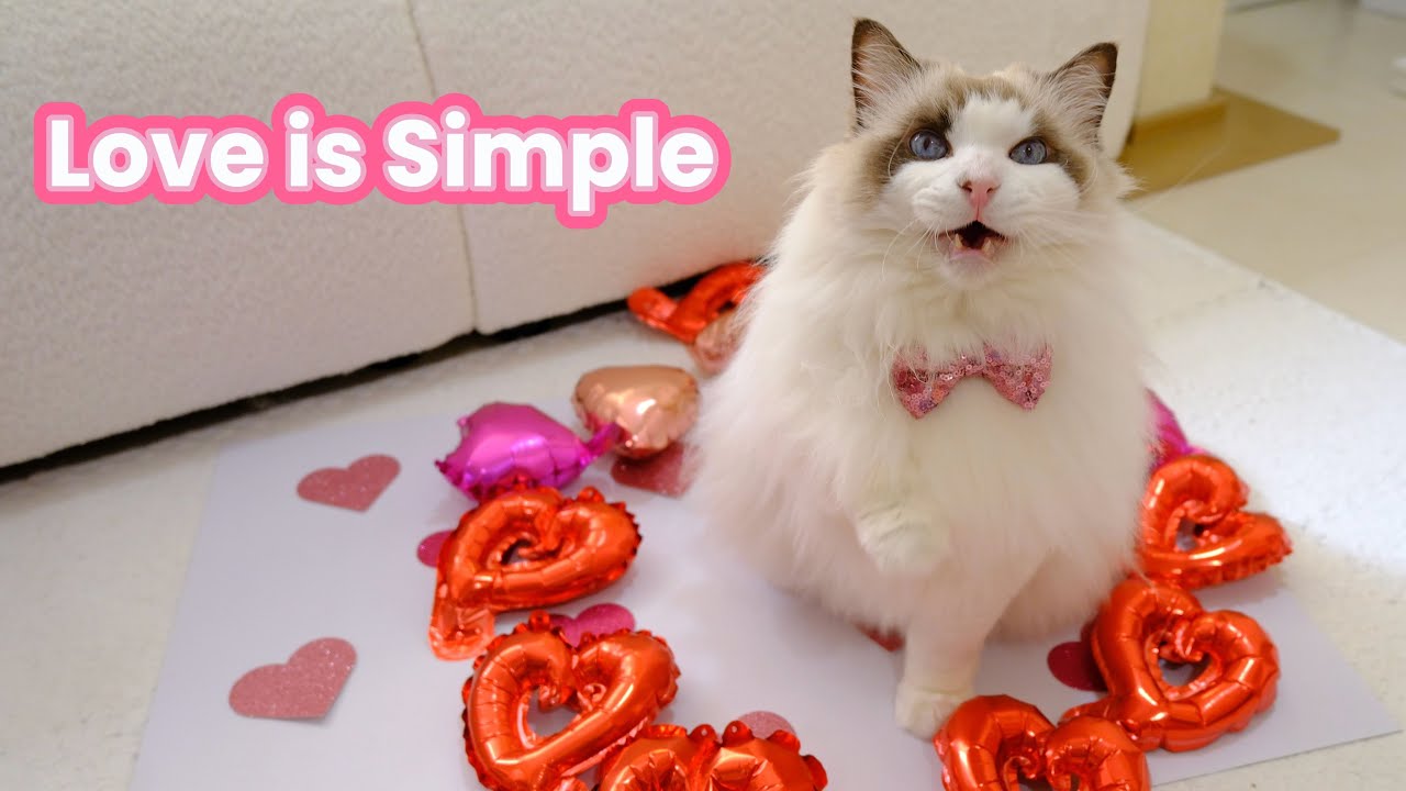 Love Is Simple ️| Mypawsntails - YouTube