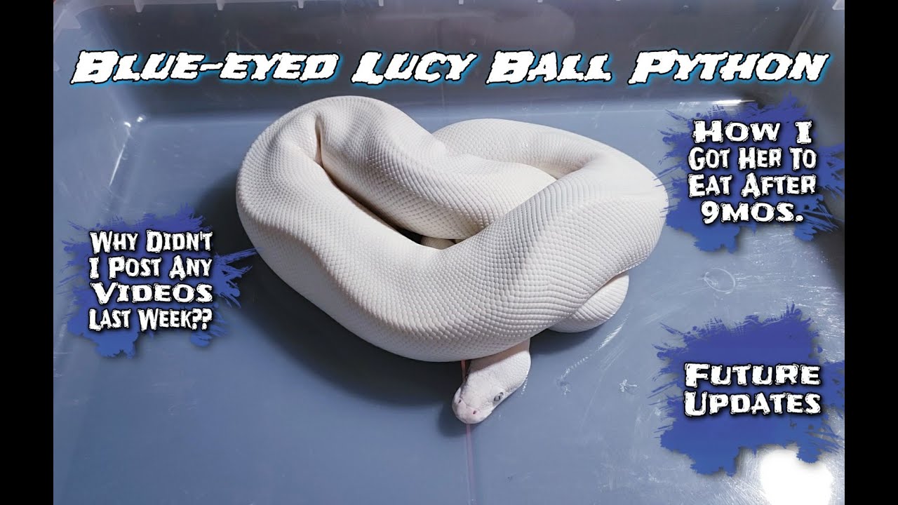 Blue-eyed Lucy Ball Python (Aaliyah)😍🐍 - YouTube