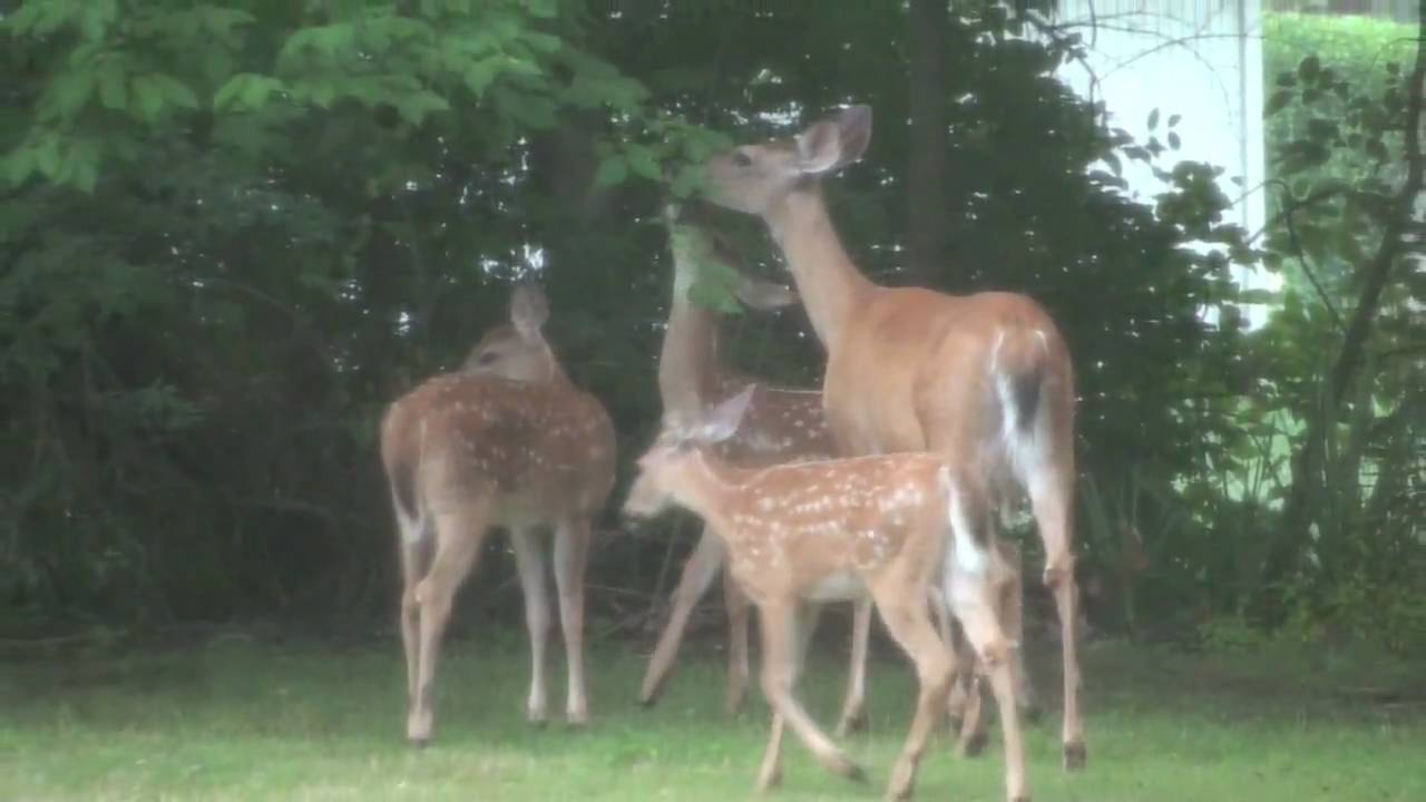 extremely rare triplet fawns with mother - YouTube