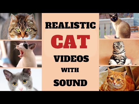 Realistic cat sound | pet sound | cat sound | animal sounds - YouTube