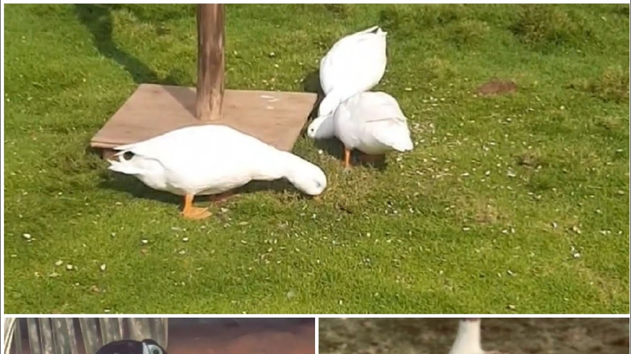 INDIAN Biggest AVIARY birds park DAMAN (Gujarat) - YouTube