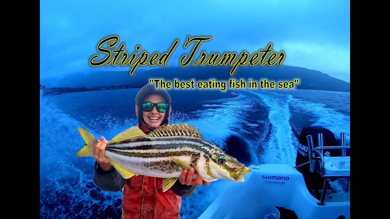 Striped Trumpeter, Gummy Shark, Jackass Morwong, Pink Ling and Gemfish ...