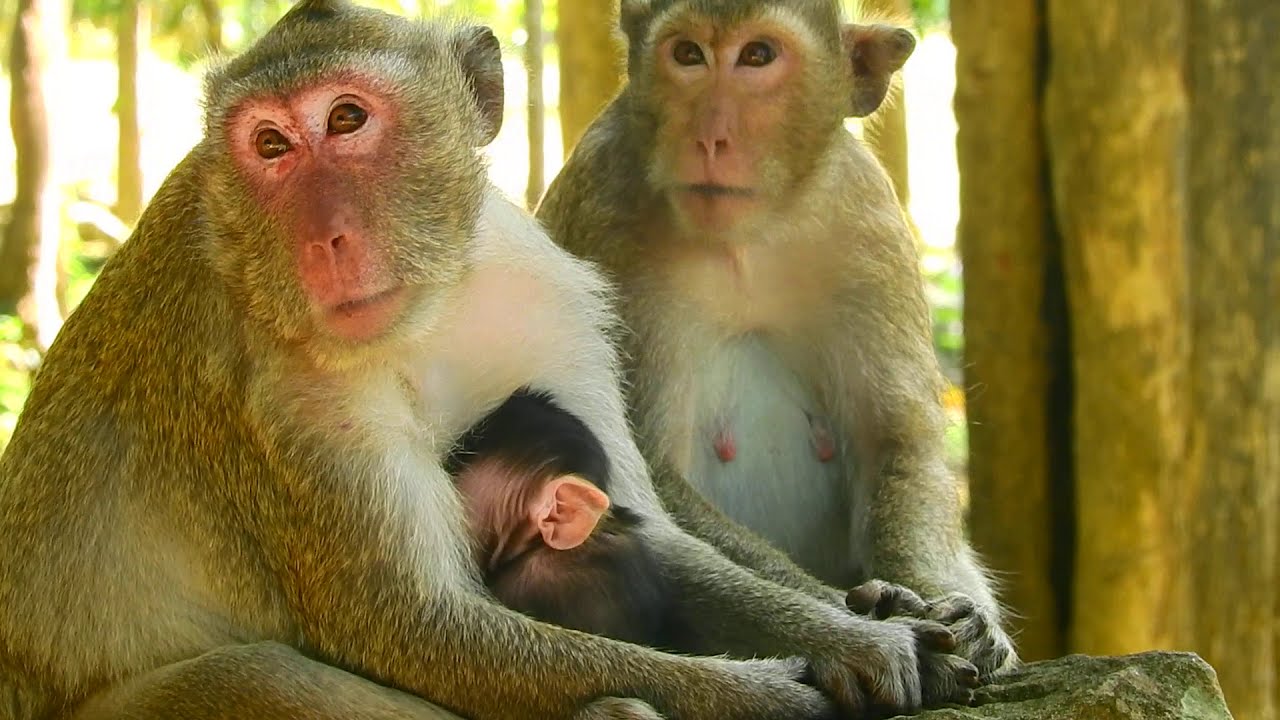 monkey Jane and baby Janna - YouTube