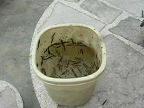 Playing with 'Pop-pop' seeds - YouTube