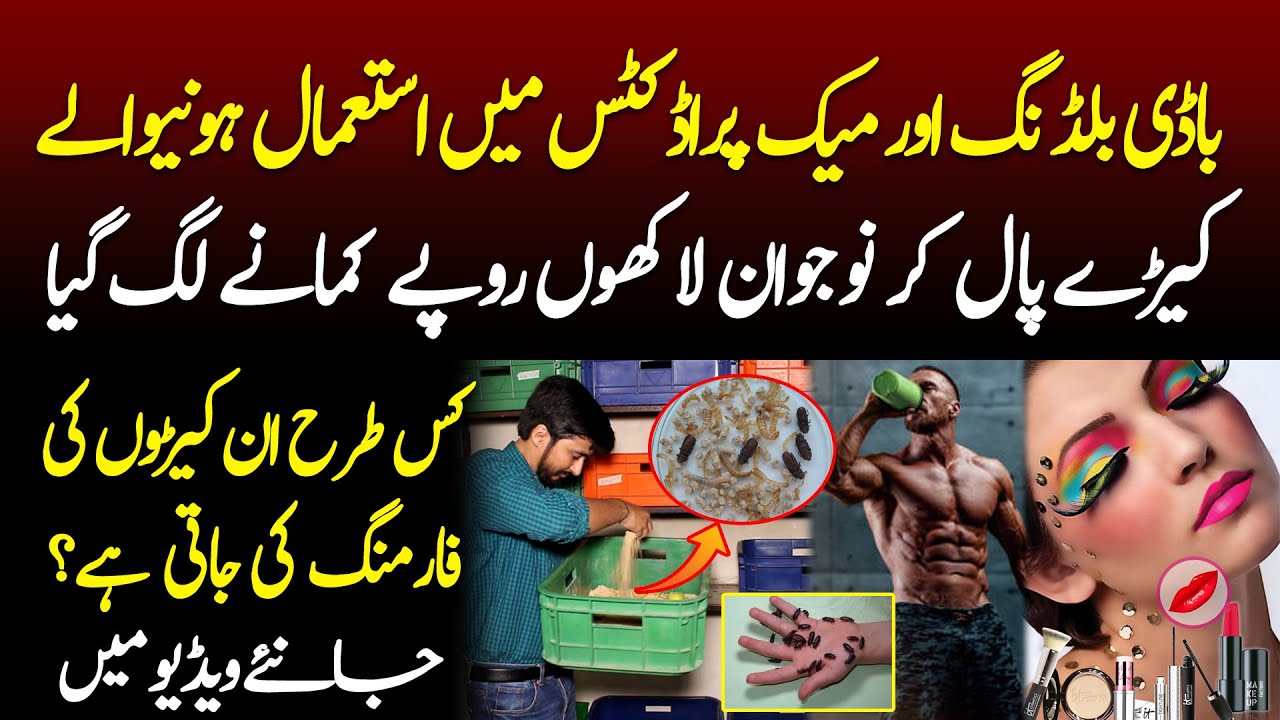 Insects farming in Pakistan | Darkling beetle business in Pakistan ...