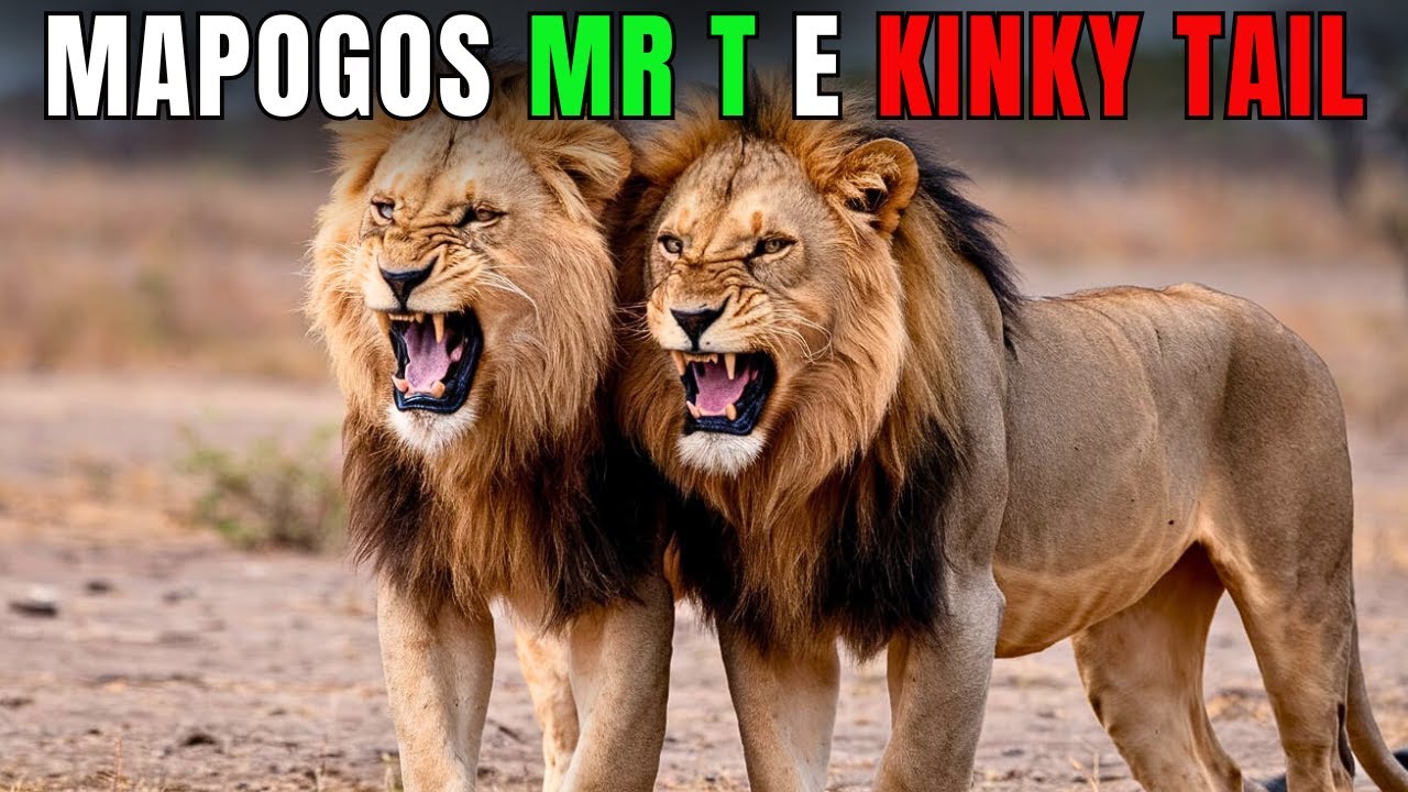 MAPOGOS Brothers EXPOSED! MR T and KINKY TAIL Like You've Never Seen ...