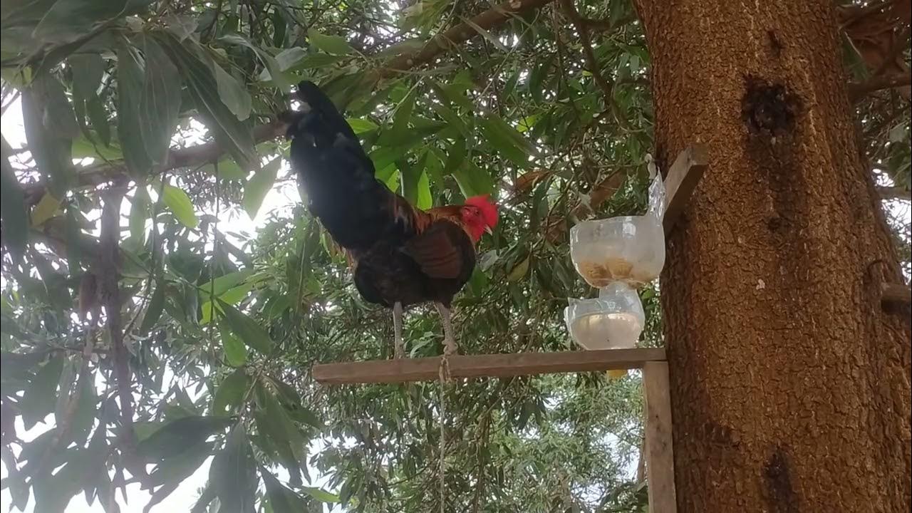 Qaib dib zoo nraug thiab qua zoo - YouTube