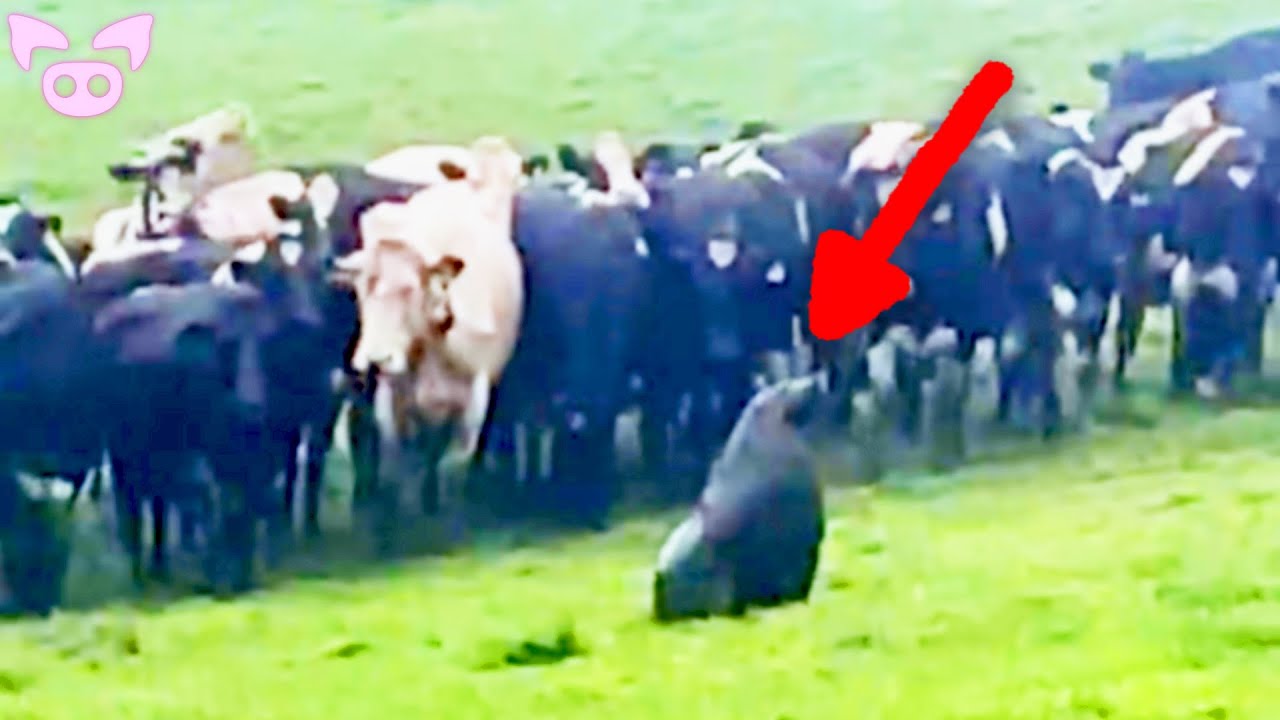 Mysterious Footage Too Strange to Explain - YouTube