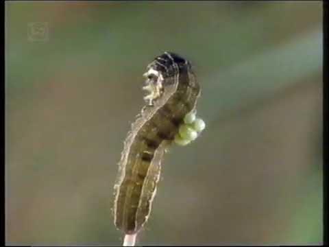 CH5 - Nature Documentary - Mystery of the Flying Worms (1997) - YouTube