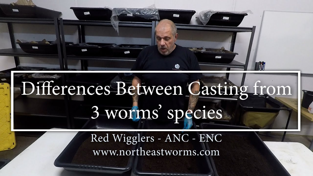 How the casting from 3 different species of worms look? How ANC, AFC ...